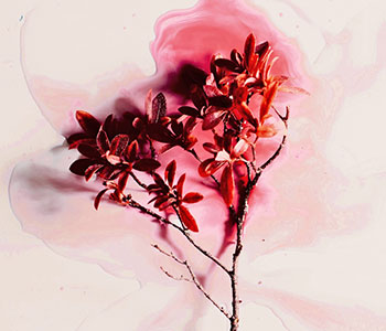 Où nous trouver ? – Le Rouge Français