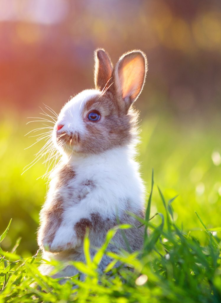 COMPOSANTS DES ROUGES A LÈVRES - Le Rouge Français