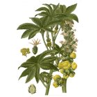 Le Rouge Français - Le Rouge Français